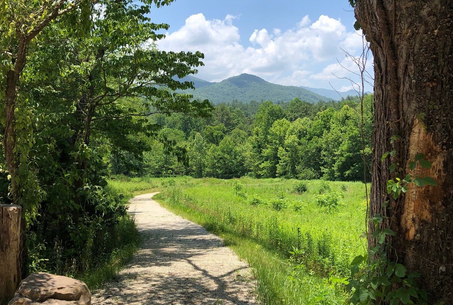 Mainspring Meanders: Queen Branch Preserve