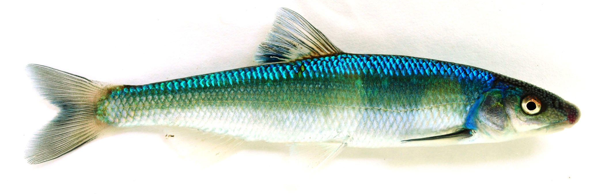 Out in WNC: LGBTQIA+ Adventure Club- Snorkeling Trip