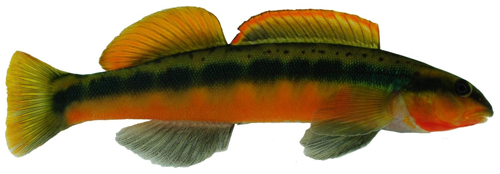 Blue Ridge Snorkel Trail Celebration