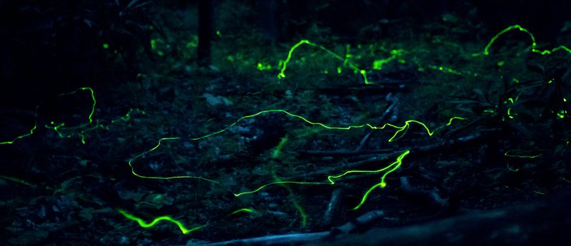 Save-The-Date: Sparks & S’mores: Firefly Fundraiser